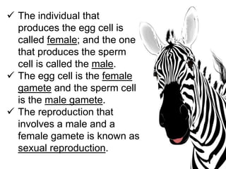 Animals reproduction | PPTX