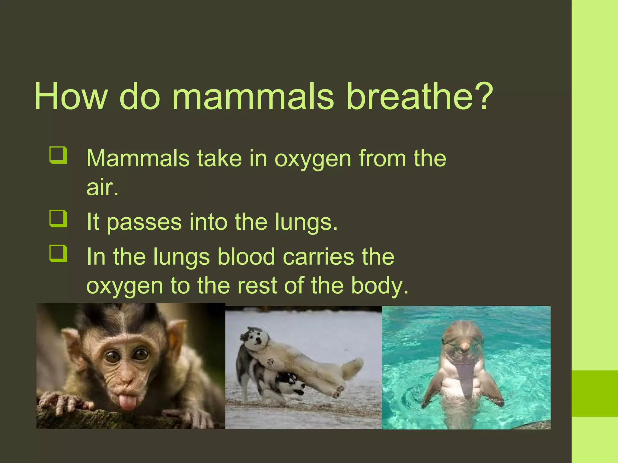 Animal’s respiration 5 year | PPS