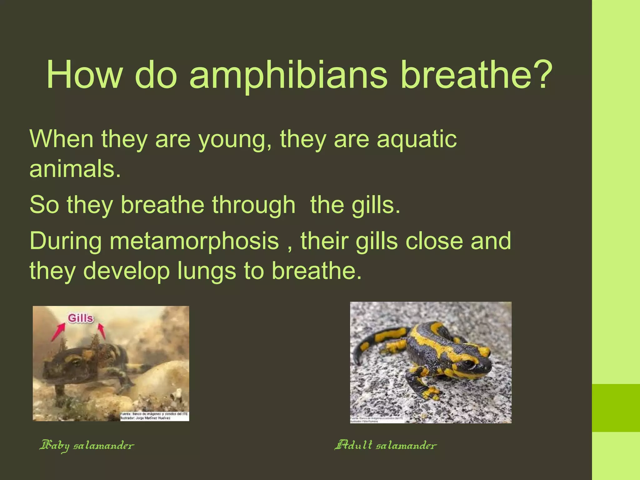 Animal’s respiration 5 year | PPS