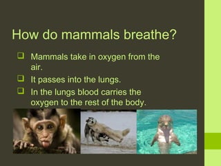 Animal’s respiration 5 year | PPS