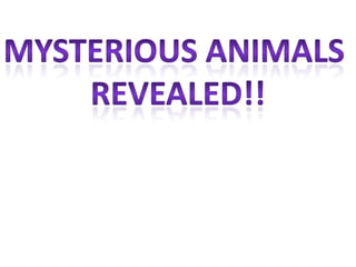 Animals revealed | PPTX