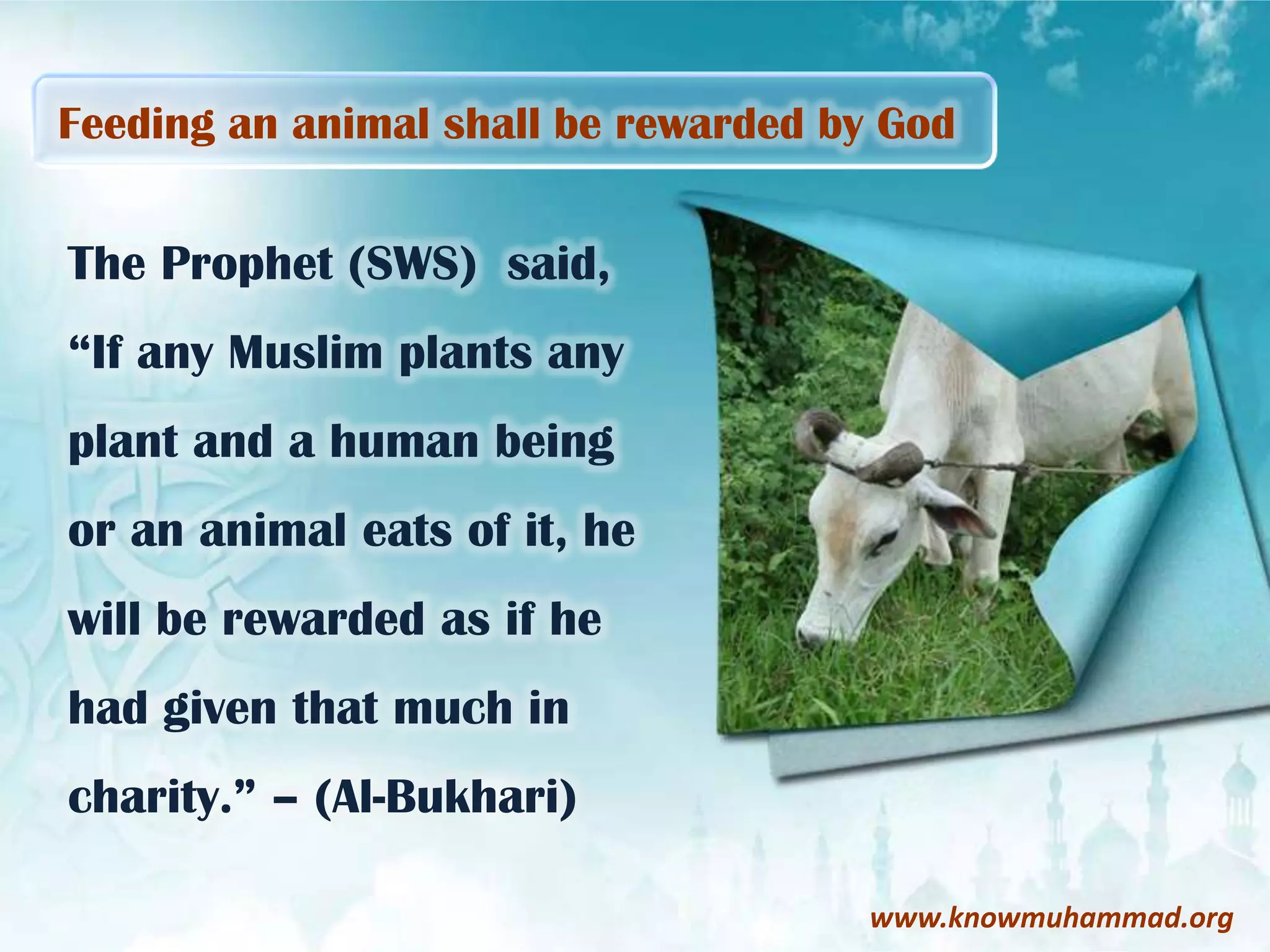 Animals' rights in islam | PPSX