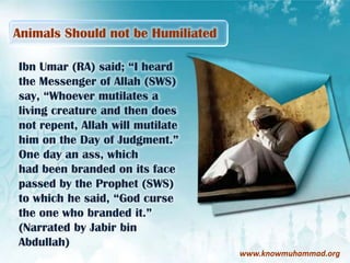 Animals' rights in islam | PPSX