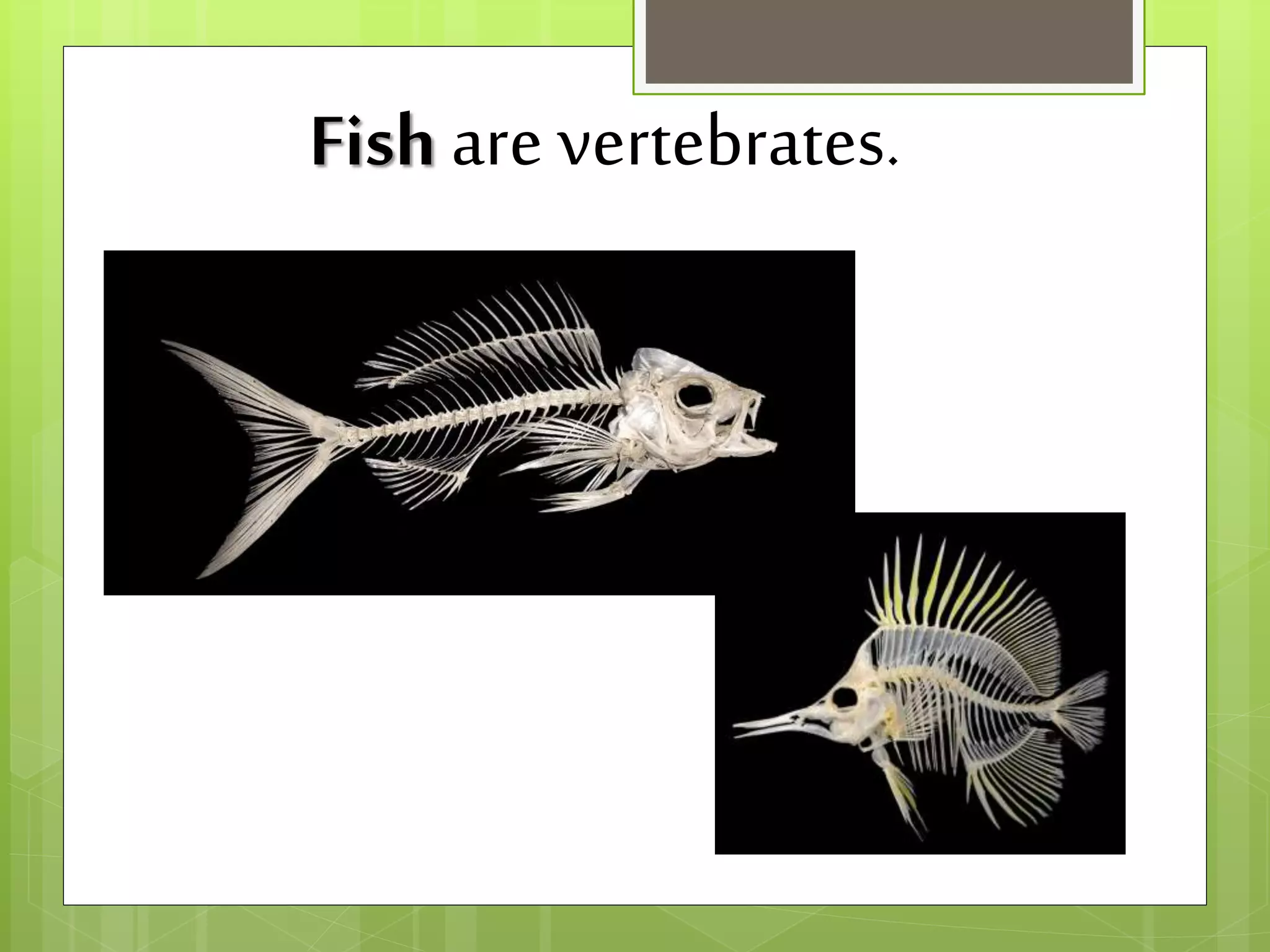 Animals science 1º drill | PPTX