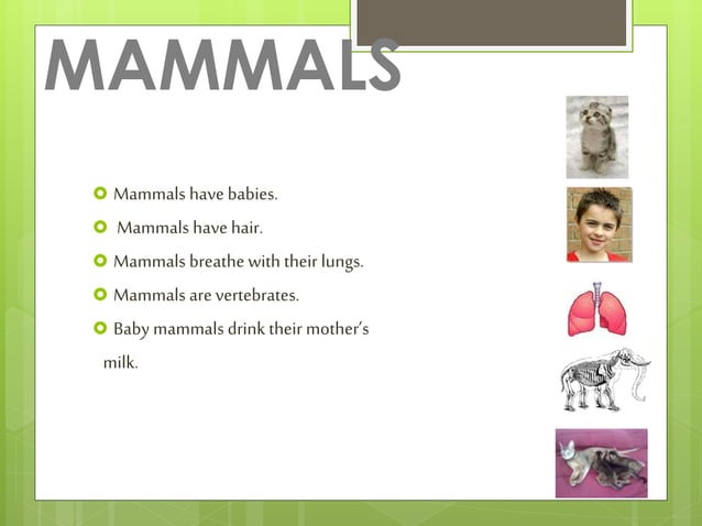 Animals science 1º drill | PPTX