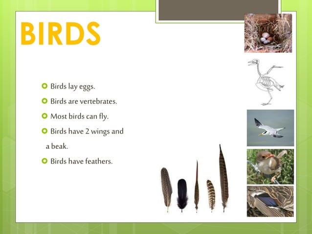 Animals science 1º drill | PPTX