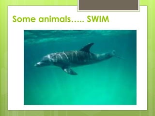 Animals science 1º drill | PPTX