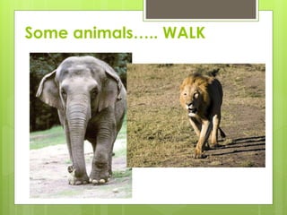 Animals science 1º drill | PPTX