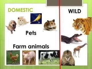 Animals science 1º drill | PPTX