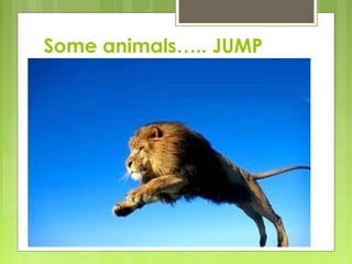 Animals science 1º drill | PPT