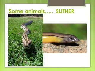 Animals science 1º drill | PPT