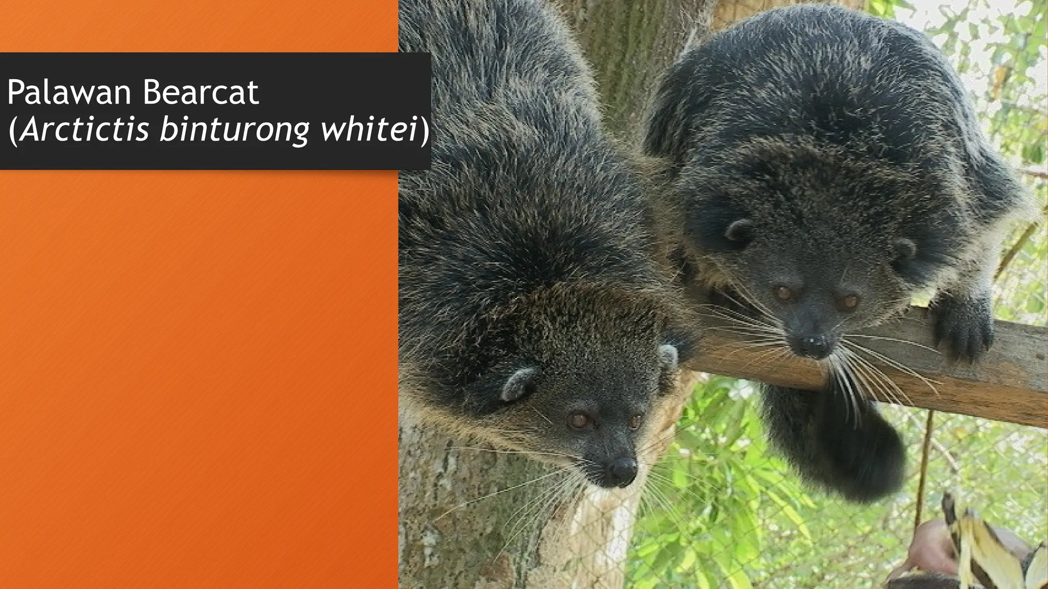 animals scientific names and its characteristics | PPTX