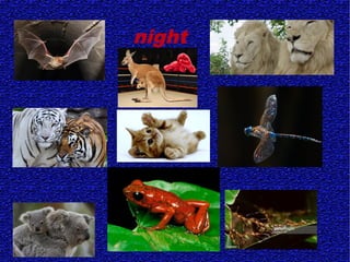 Animals slides | PPT