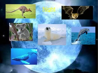 Animals slides | PPT