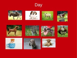 Animals slides | PPT