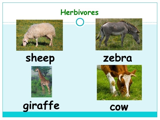 Animals Summary (Year 1)