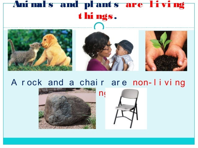 Animals Summary (Year 1)