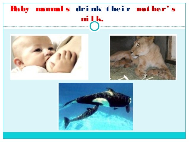 Animals Summary (Year 1)