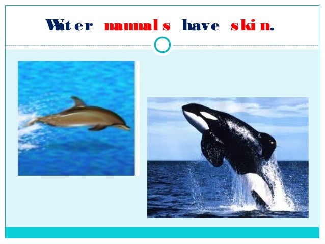 Animals Summary (Year 1)