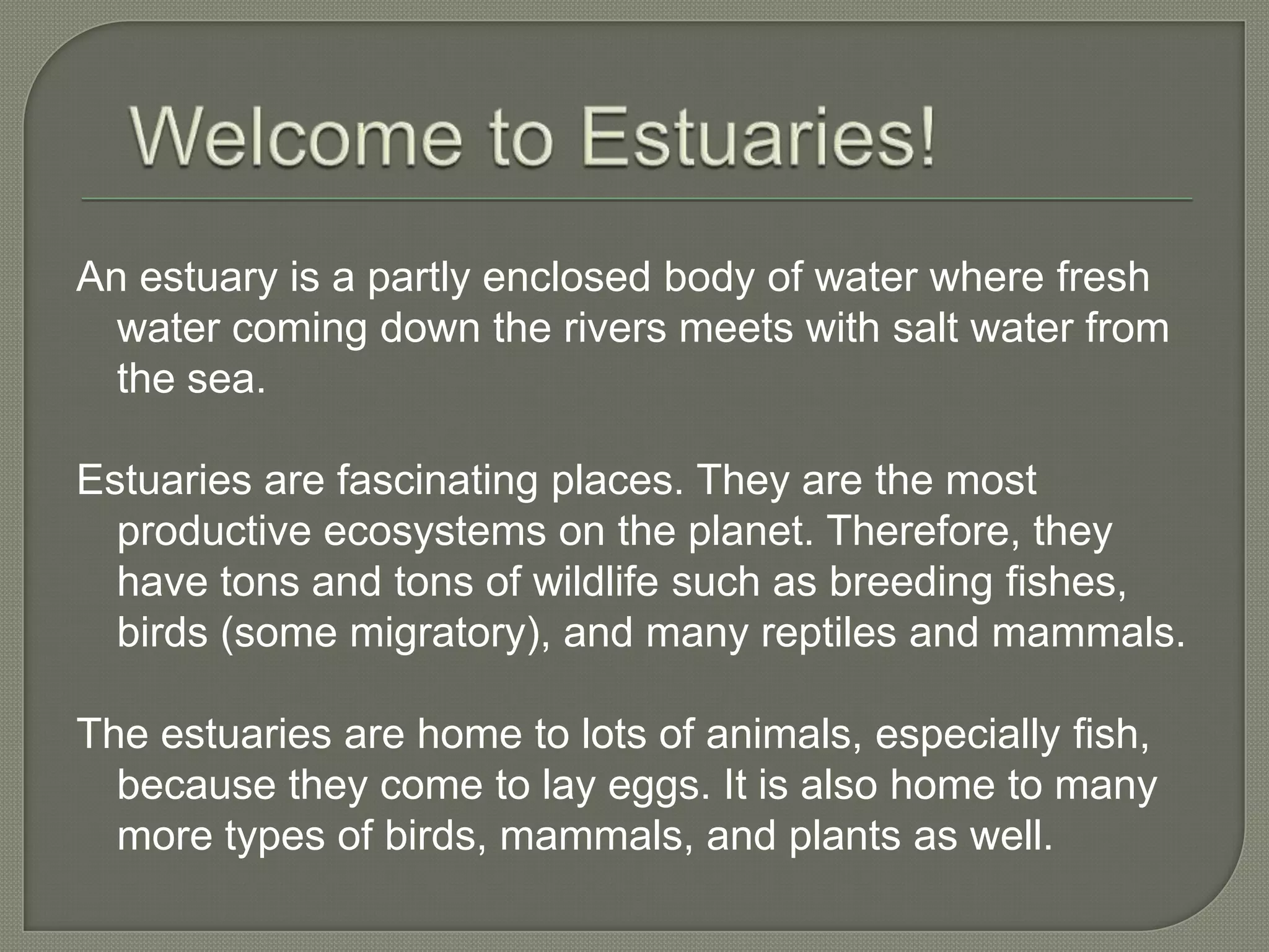Animals that Live in Estuaries | PPTX