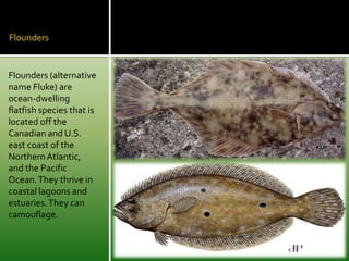 Animals that Live in Estuaries | PPTX