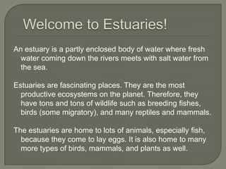 Animals that Live in Estuaries | PPT