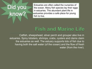 Animals that Live in Estuaries | PPTX