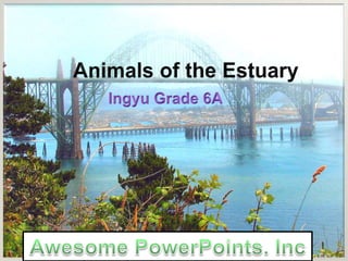 Estuaries Animals