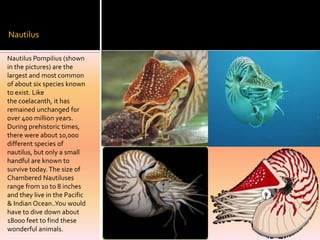 Estuary Animals And Plants