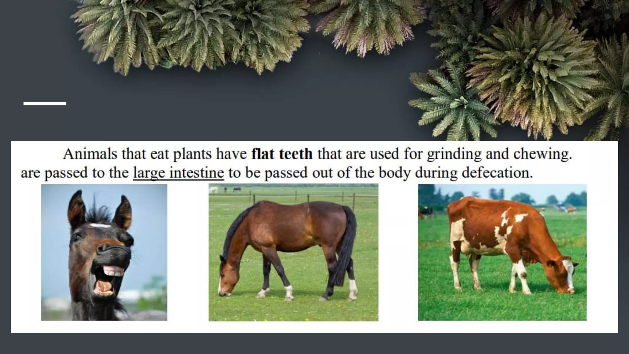 ANIMALS THAT LIVE ON LAND.pptx