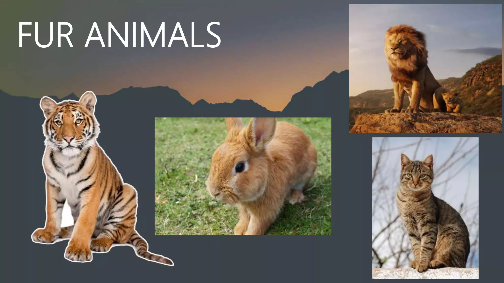 ANIMALS THAT LIVE ON LAND.pptx