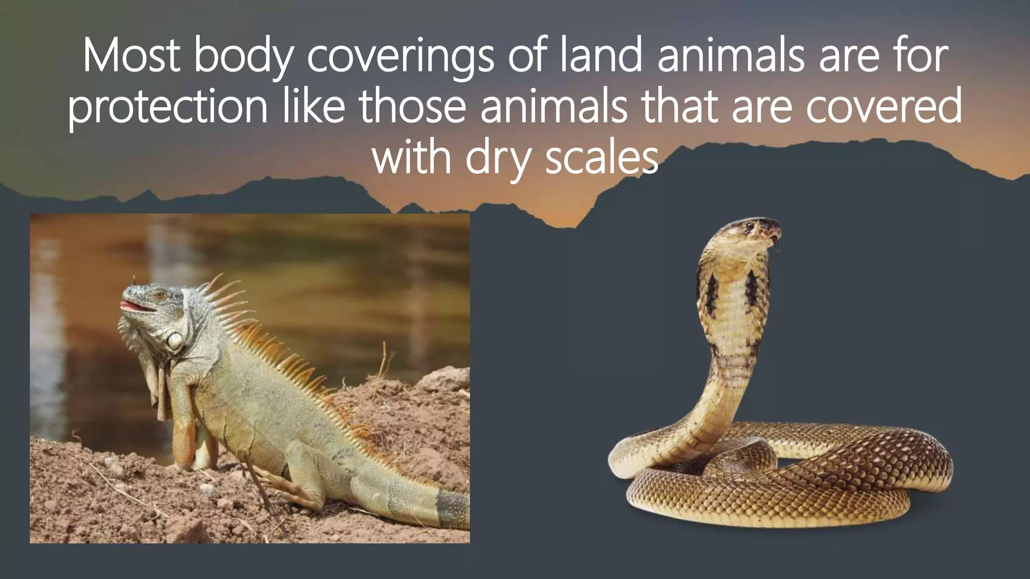 ANIMALS THAT LIVE ON LAND.pptx