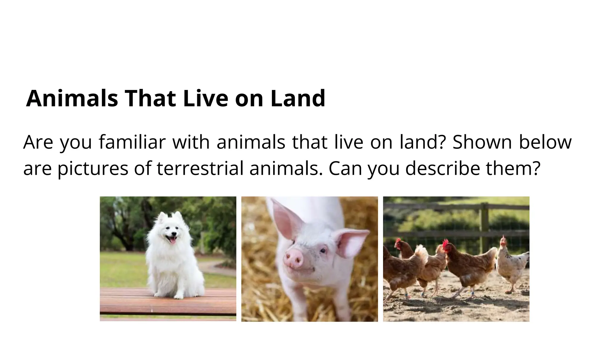 Animals that Live on Land.pptx