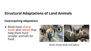 Animals that Live on Land.pptx