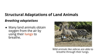 Animals that Live on Land.pptx
