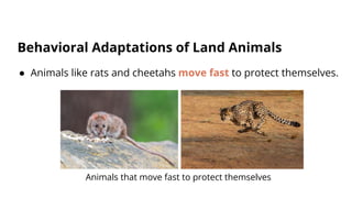 Animals that Live on Land.pptx
