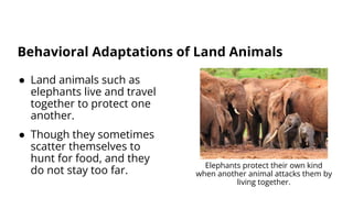 Animals that Live on Land.pptx