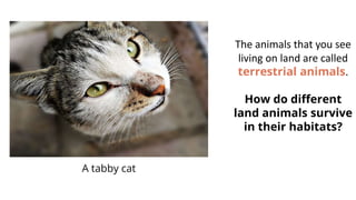 Animals that Live on Land.pptx