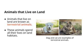 Animals that Live on Land.pptx | Reptiles | Pets
