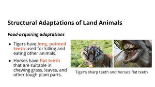 Animals that Live on Land.pptx