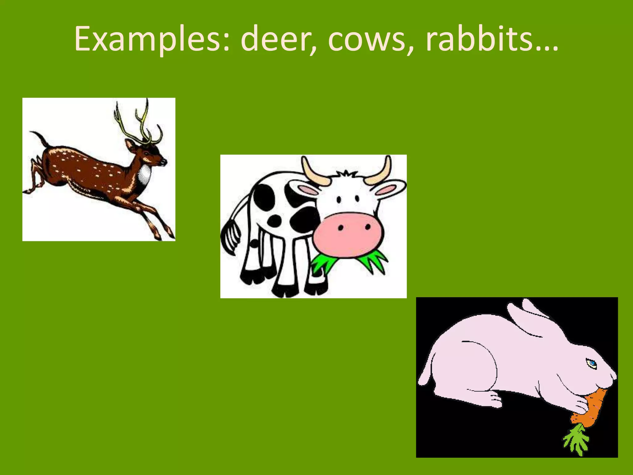 Animals third grade | PPTX