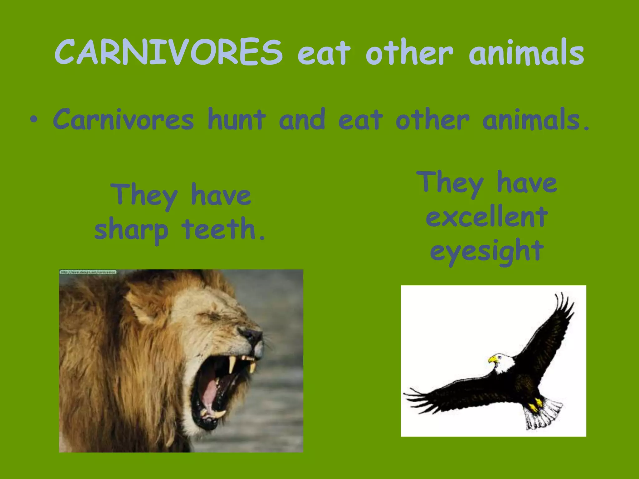 Animals third grade | PPTX