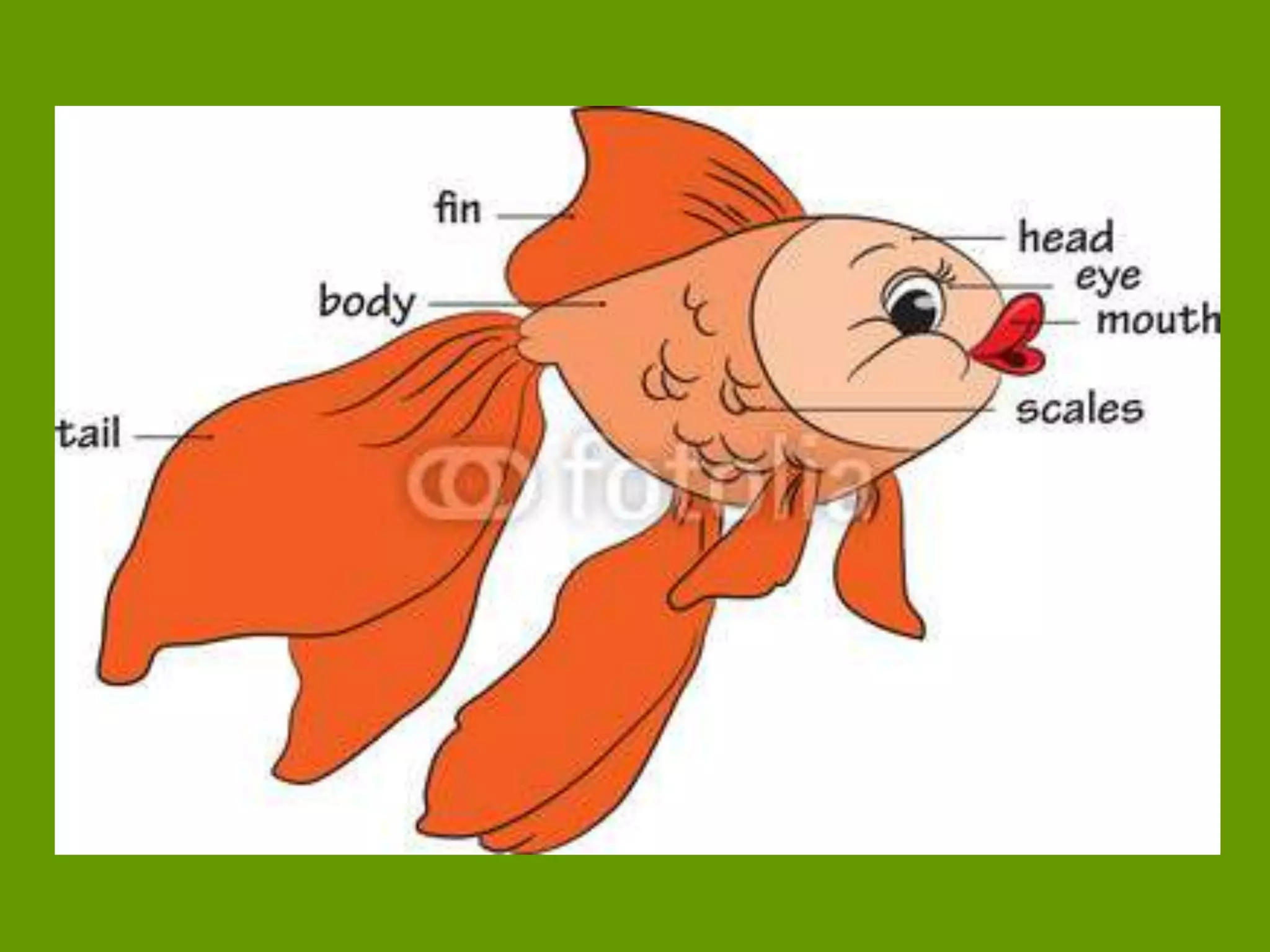 Animals third grade | PPTX