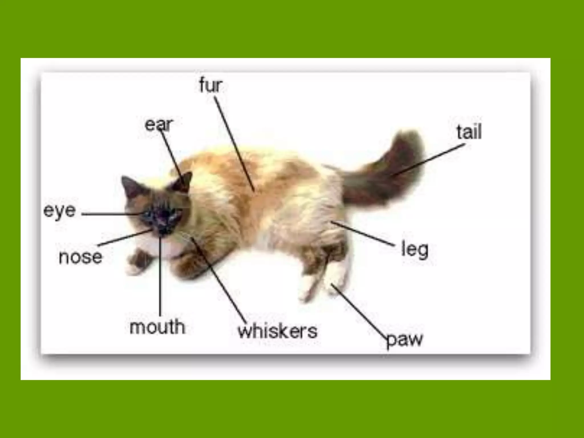 Animals third grade | PPTX