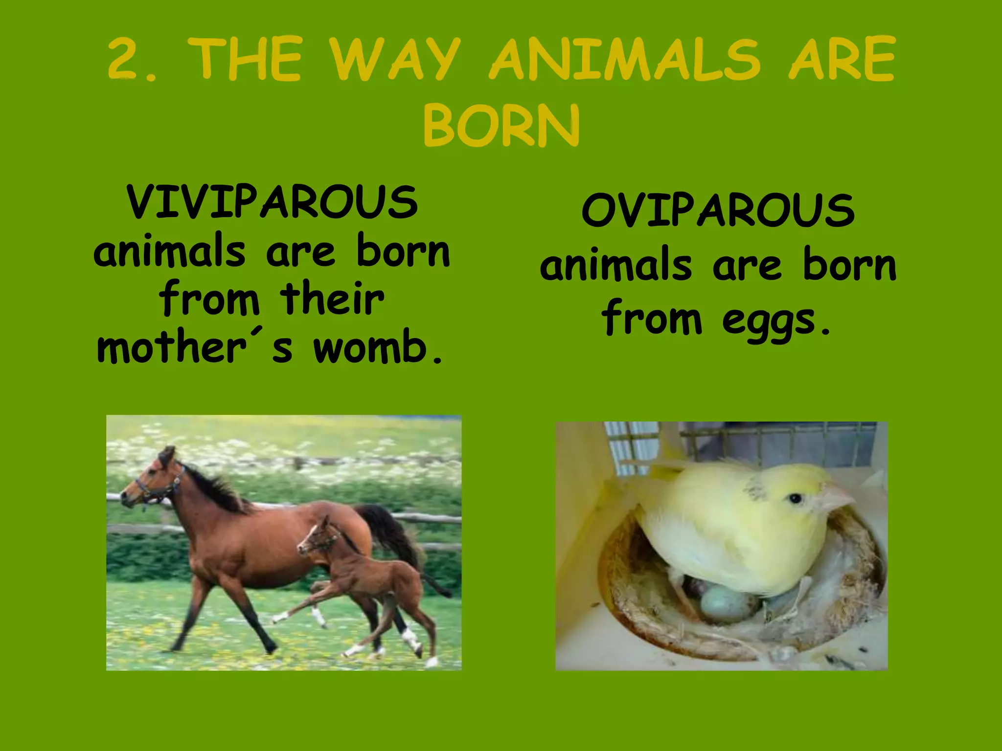 Animals third grade | PPTX