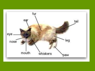 Animals third grade | PPTX