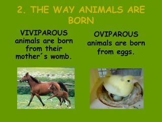 Animals third grade | PPTX