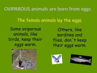 Animals third grade | PPTX