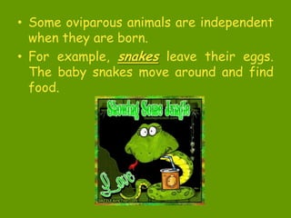 Animals third grade | PPTX