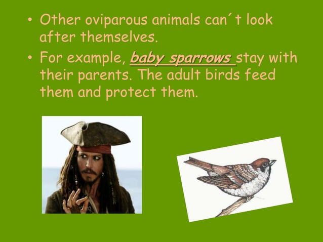 Animals third grade | PPTX | Dogs | Pets